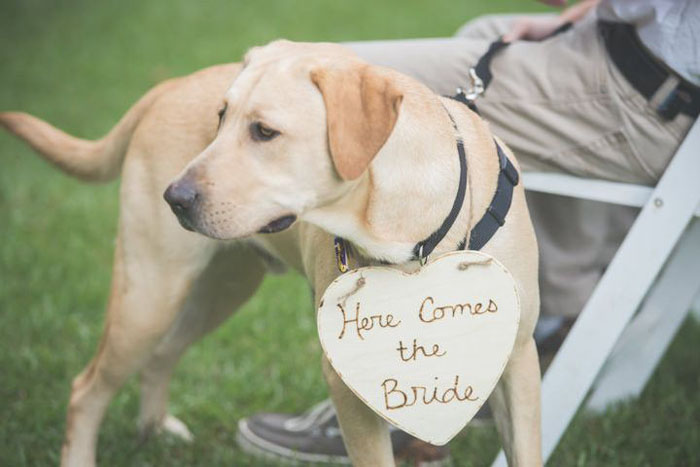 Proof That Animals Are The Best Wedding Guests - Modern Wedding