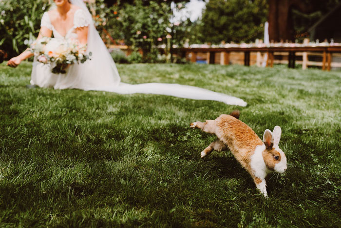 Proof That Animals Are The Best Wedding Guests - Modern Wedding