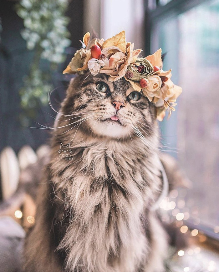 Proof That Animals Are The Best Wedding Guests - Modern Wedding
